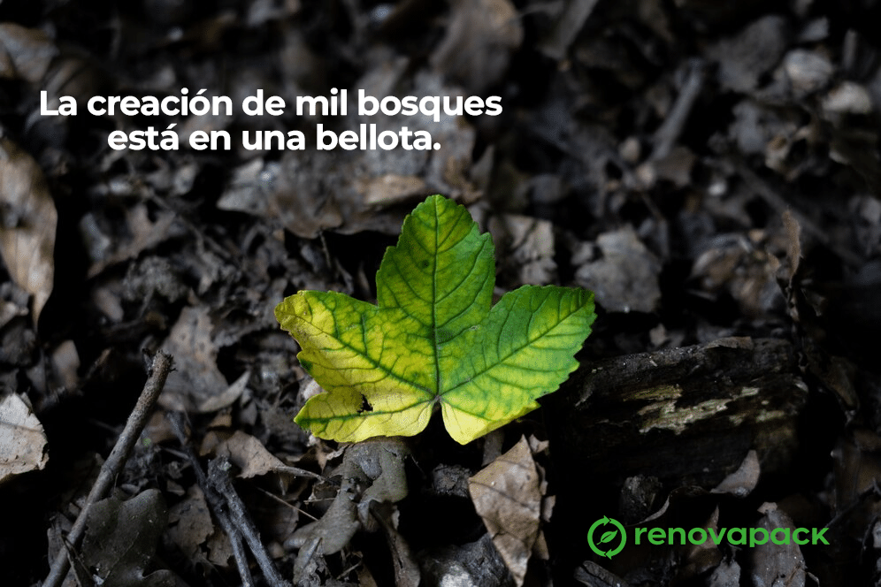 80 Frases Ecológicas que Despiertan la Conciencia Ambiental